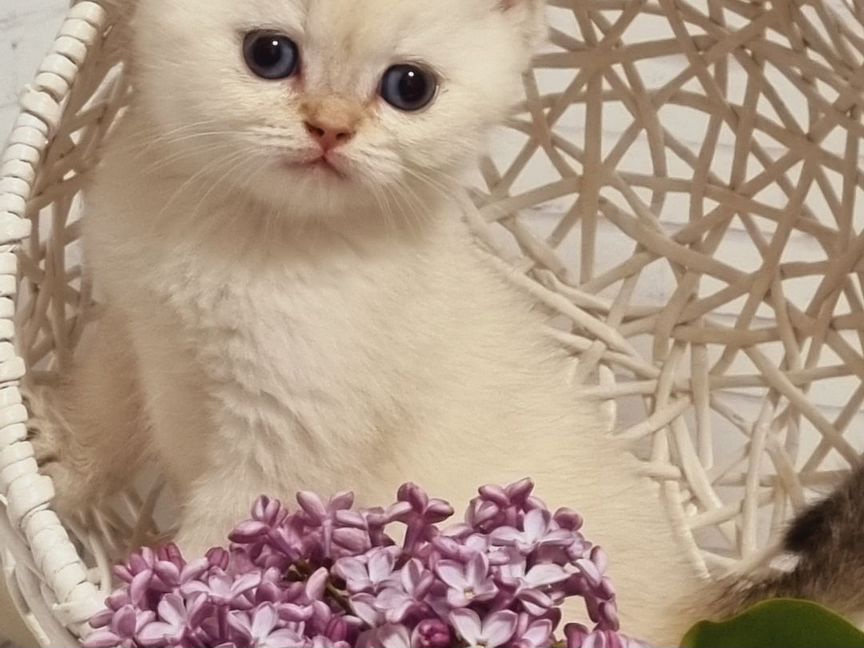 Мальчик золотой колорный пойнт SFS71 ny11 33