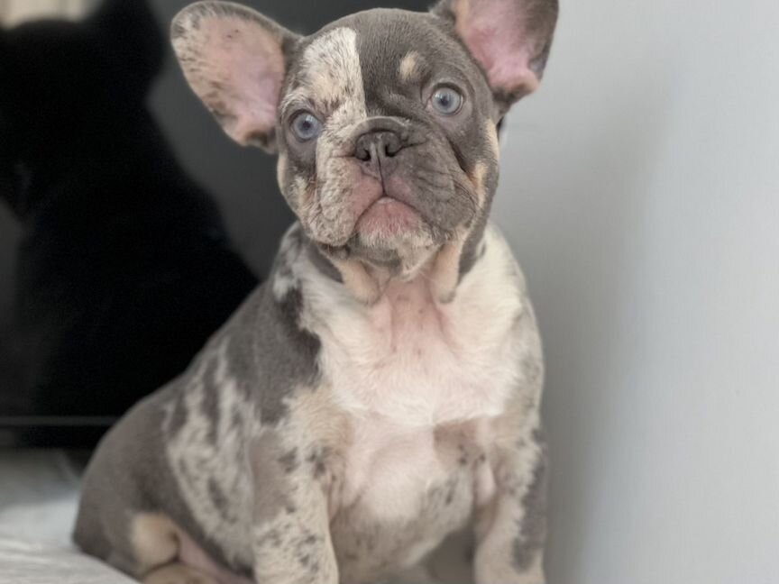 Девочка лилак тан мерле