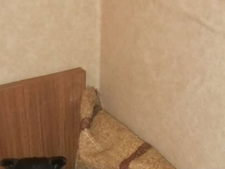 Собака в добрые руки отдам бесплатно