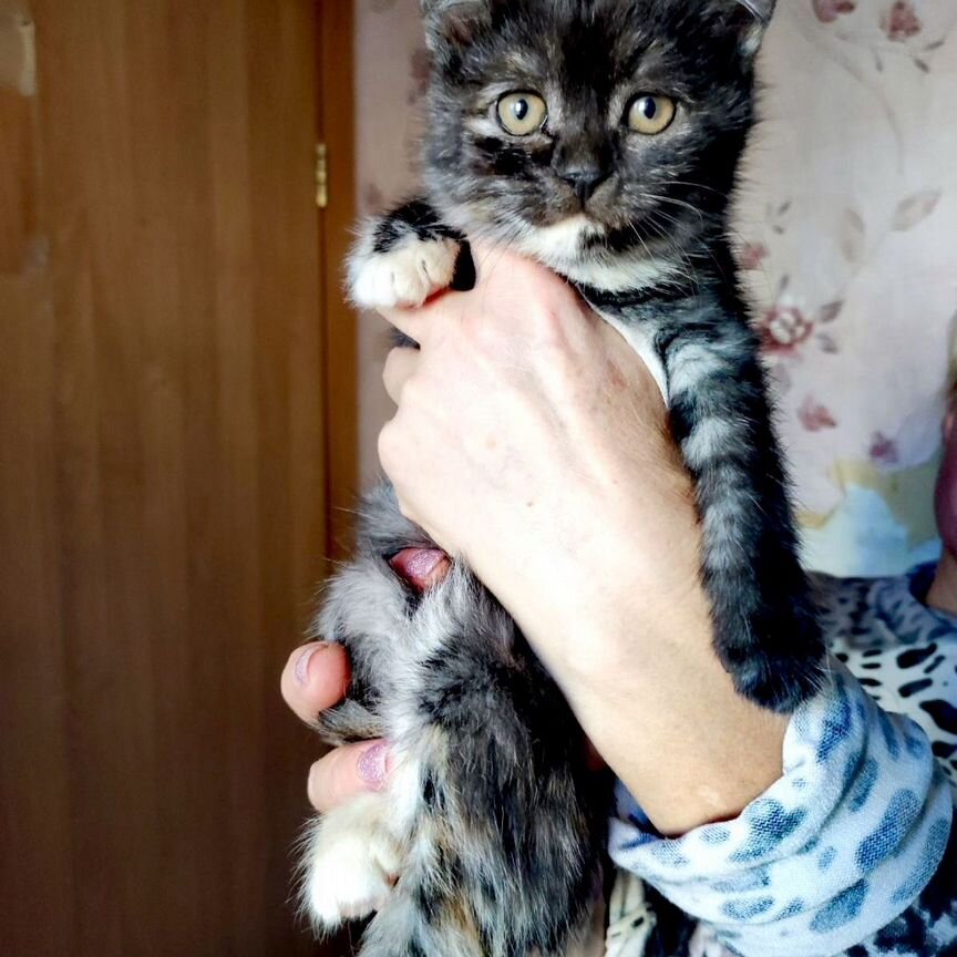 Малышка Сима, 2 мес. В добрые ручки