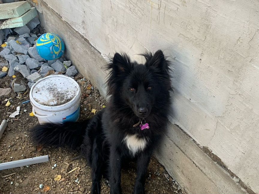 Хвостатый друг