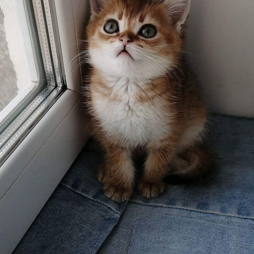 Котики золотая шиншилла, доставка