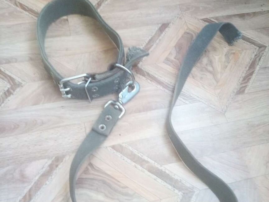 Ошейник, намордник для собак