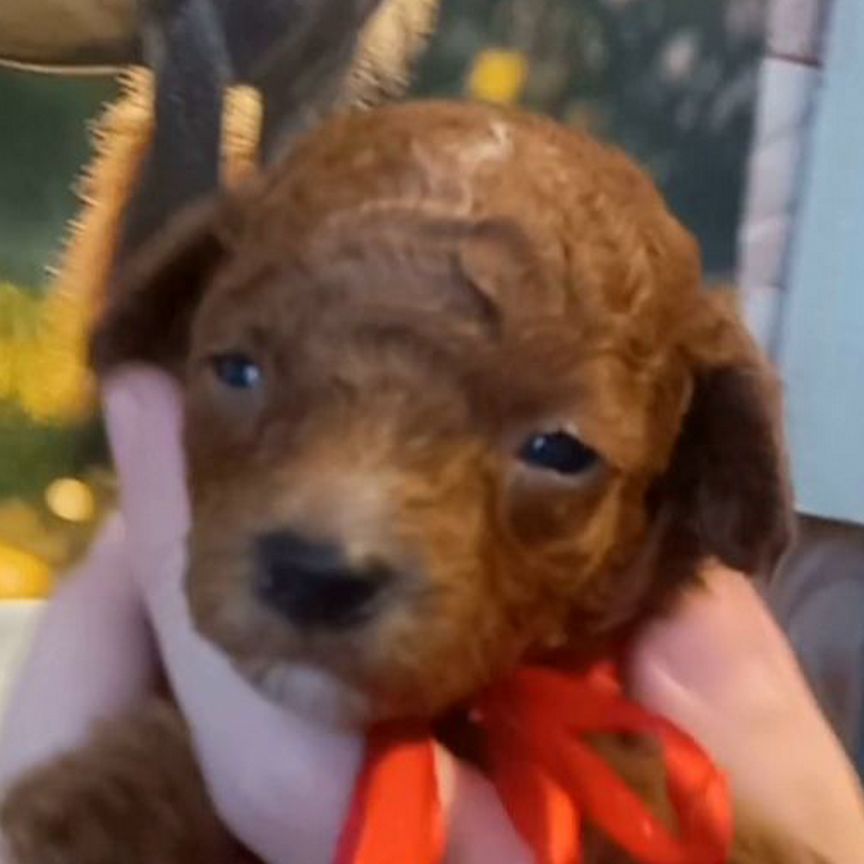 Той-пудель, щенок