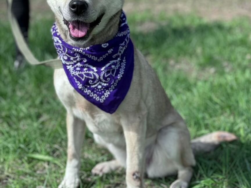 Молодая собака из приюта бесплатно