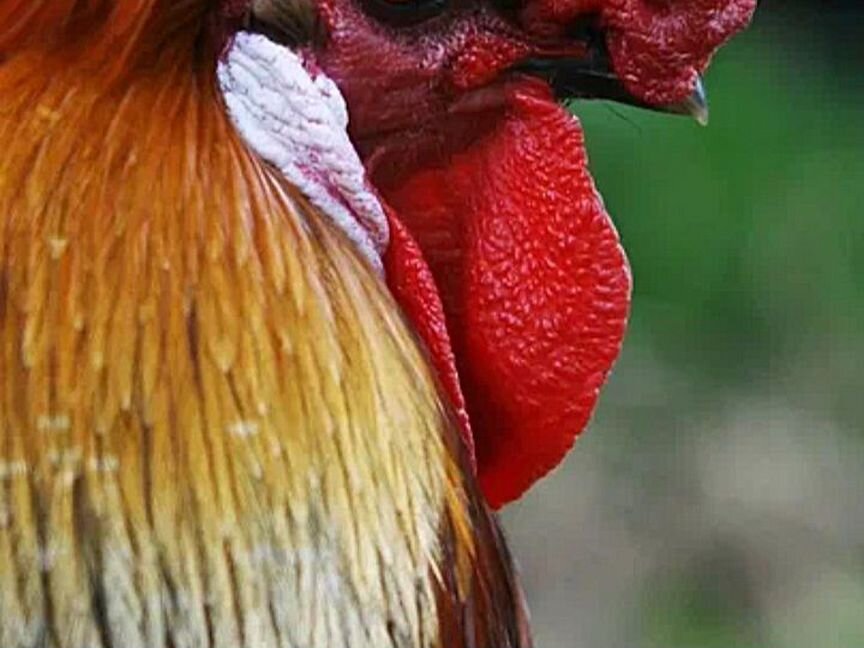 Молодые петухи