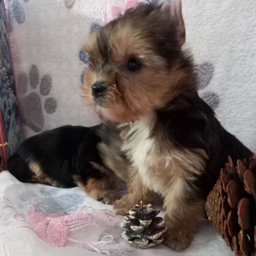 Йоркширский терьер, щенок