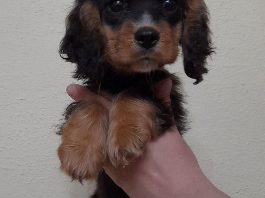 Собака улыбака