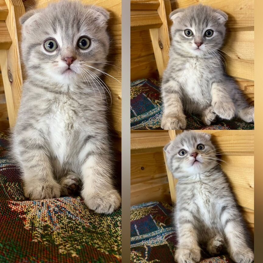 Шотландский вислоухий короткошёрстный котёнок