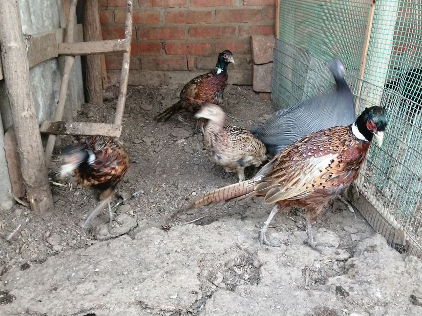 Фазаны и цесарки