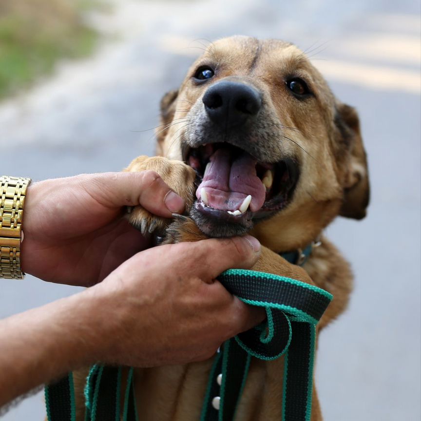 Добрый пес ищет дом