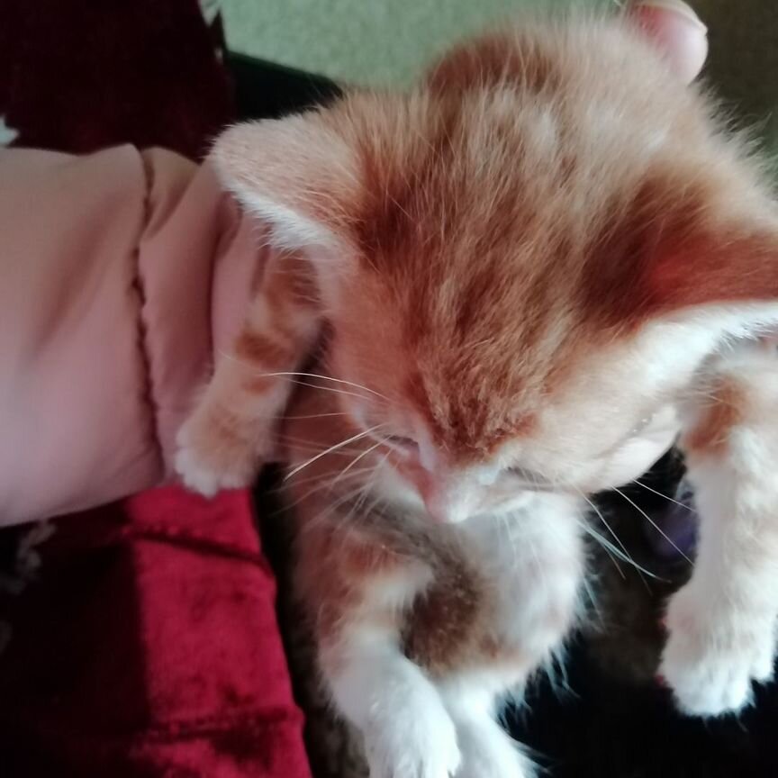Котята в дар