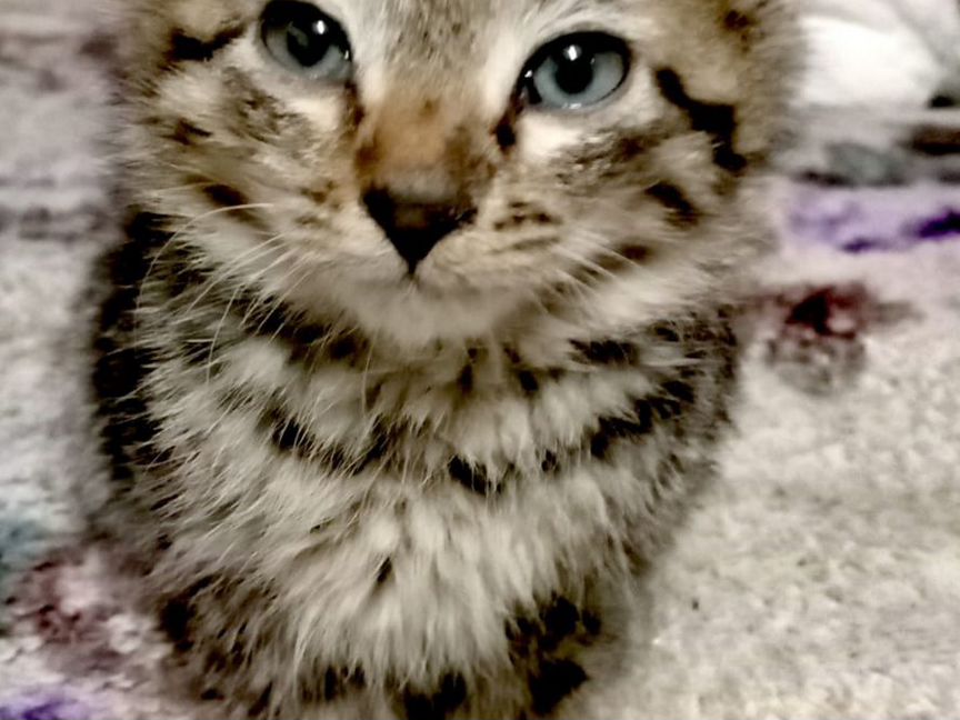 Котятки на ладошку