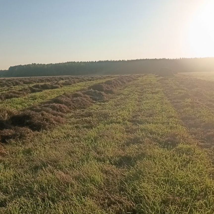 Сено капёшки