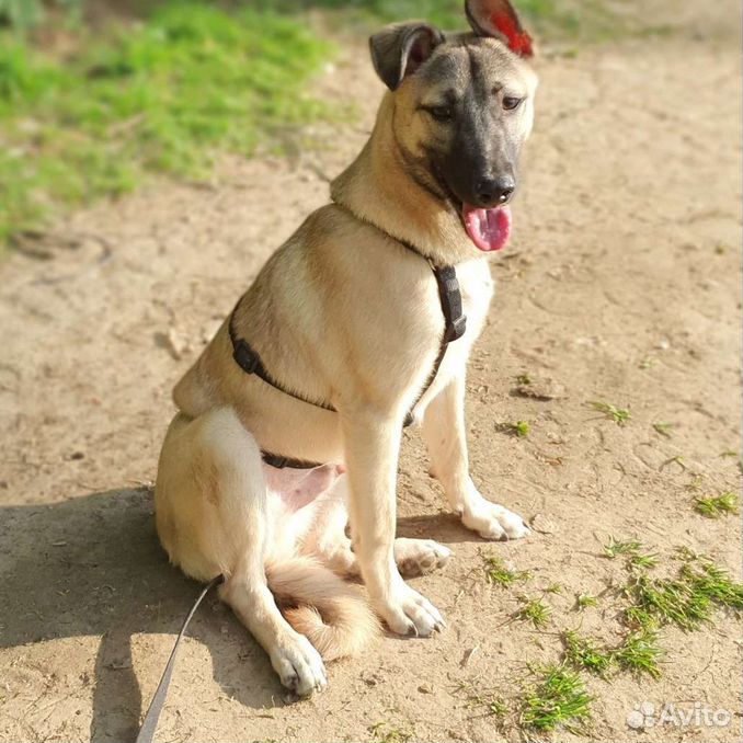 Щенок-красавчик Джозеф