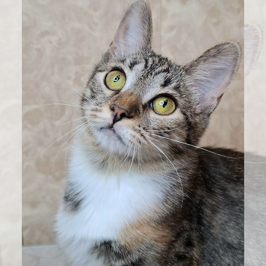 Котёнок в добрые руки