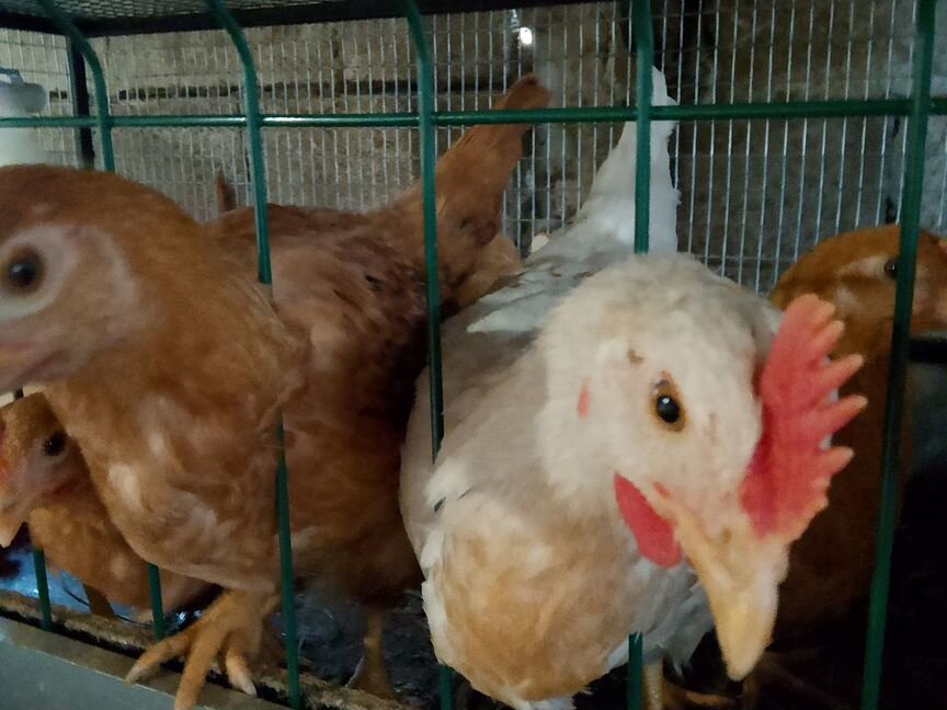 Цыплята минимясные