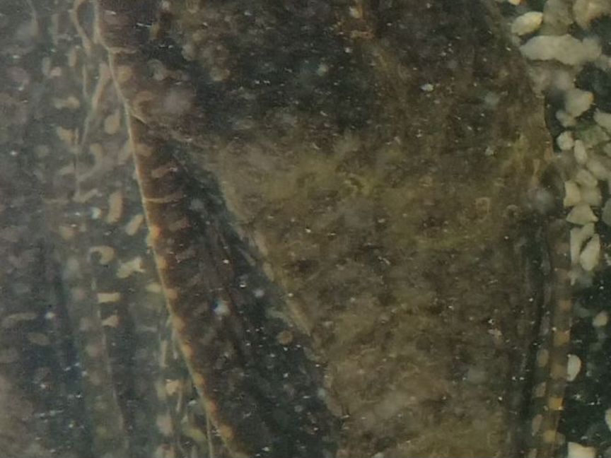 Продам сомика