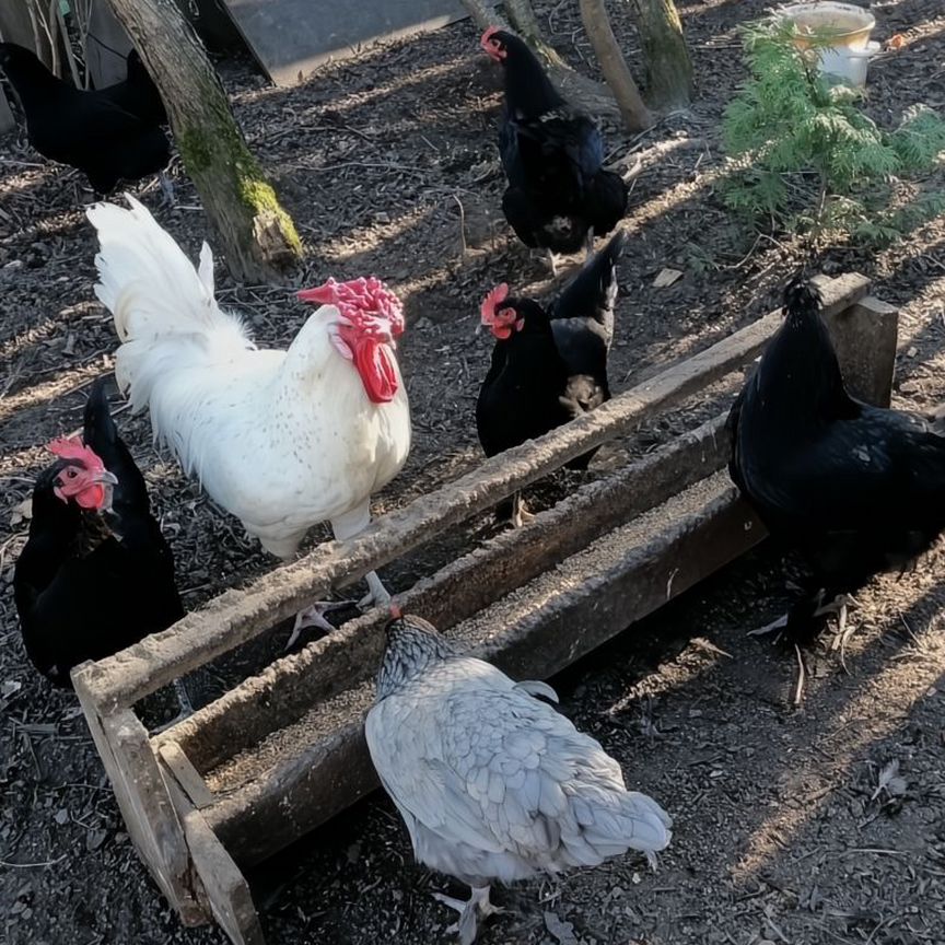 Куры несушки продам