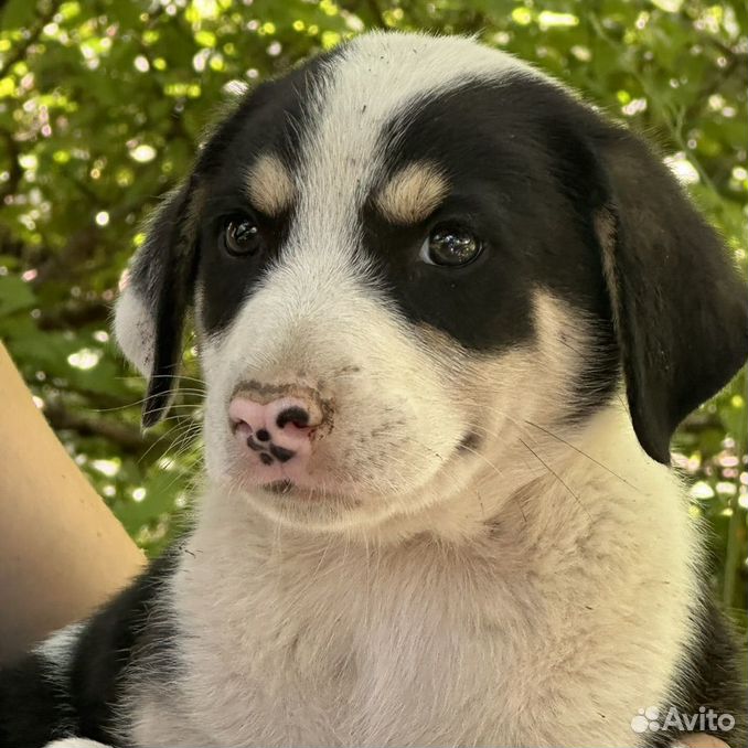 Ищем самых лучших хозяев