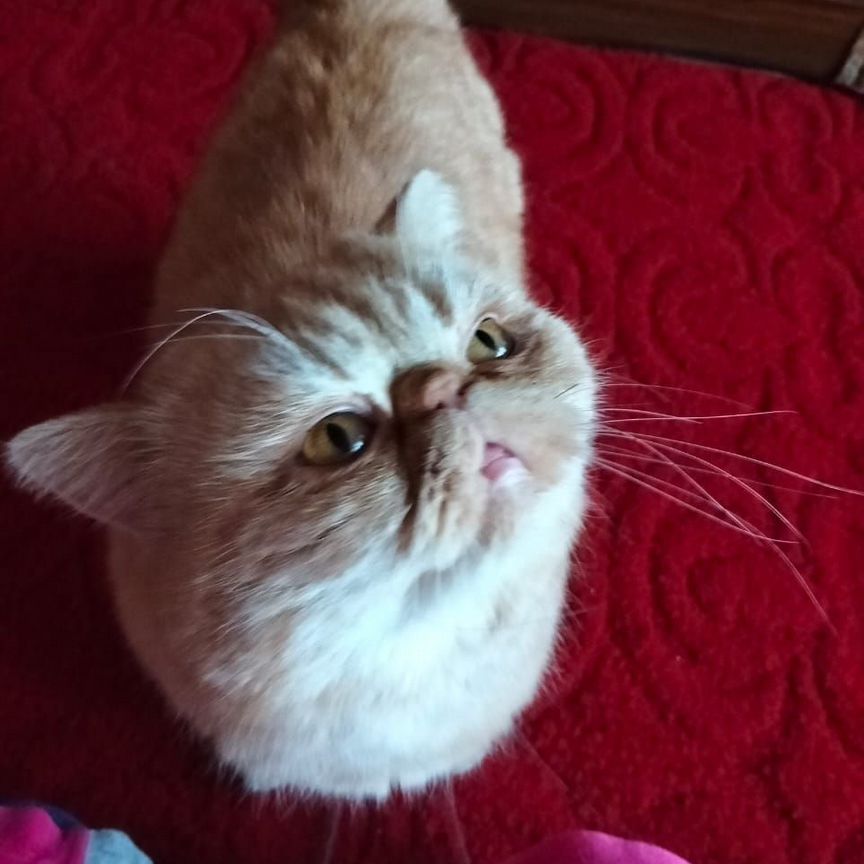 Персидский кот ищет дом