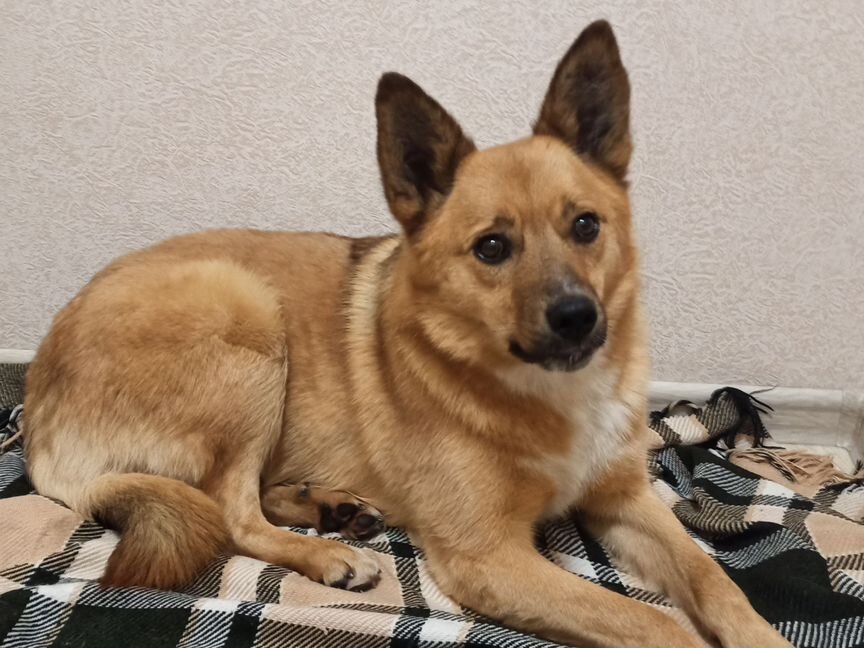 Собака в добрые руки