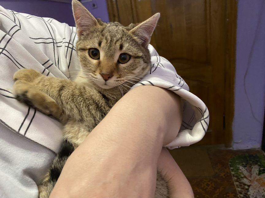 Котенок Фортуна в самые лучшие ручки