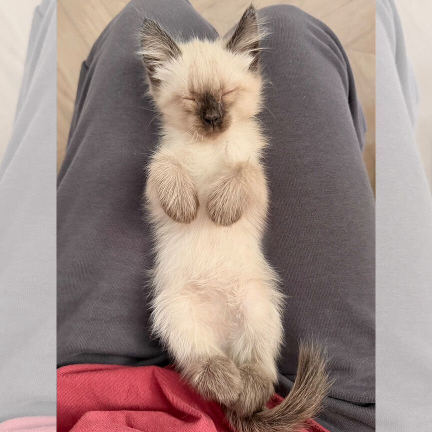 Сиамский котёнок