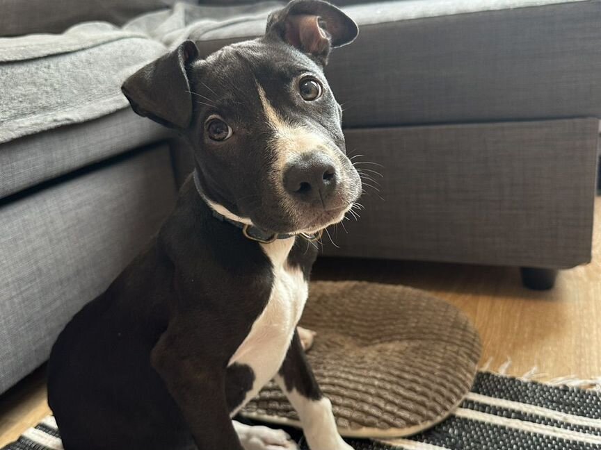 Американский стаффордширский терьер