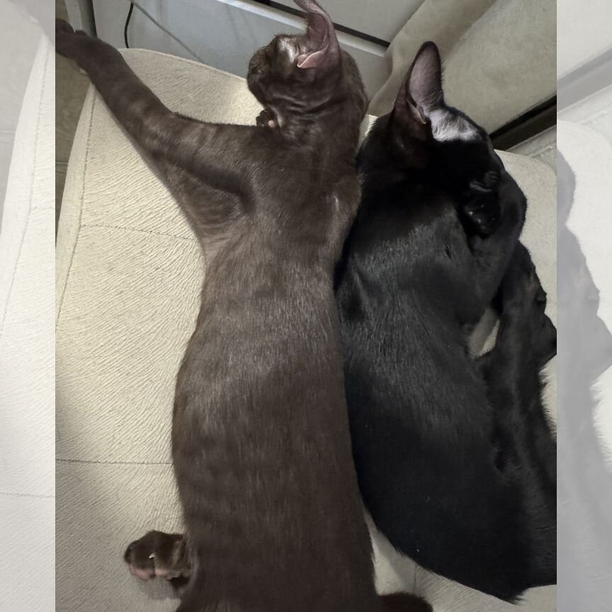 Ориентальный котёнок