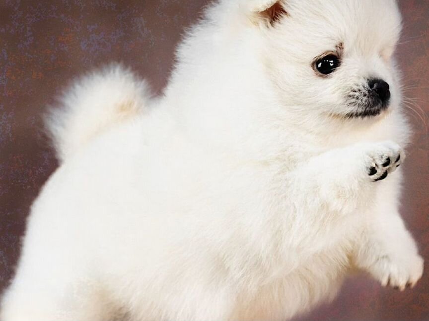 Померанский шпиц. Мальчик и девочки. Белый и крем