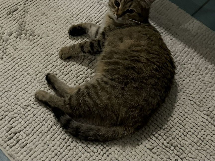 Кошка (спасенная от холода)