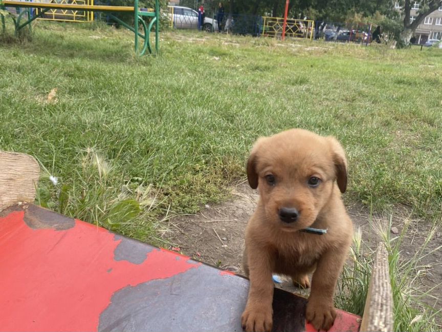 Собака в добрые руки щенок