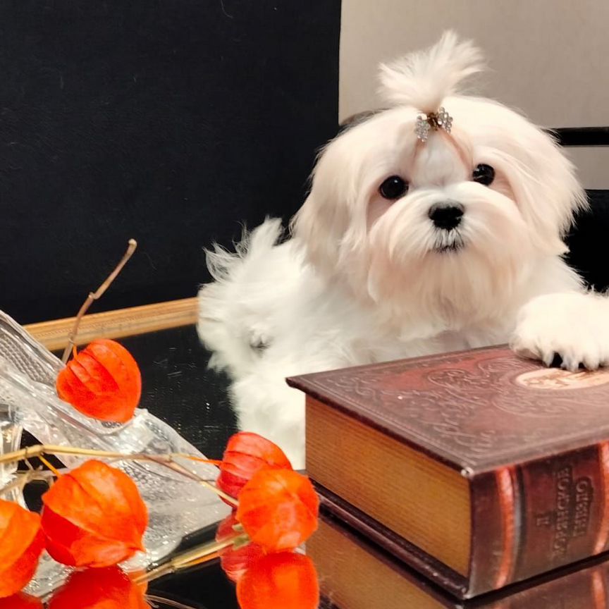 Мальтезе девочка