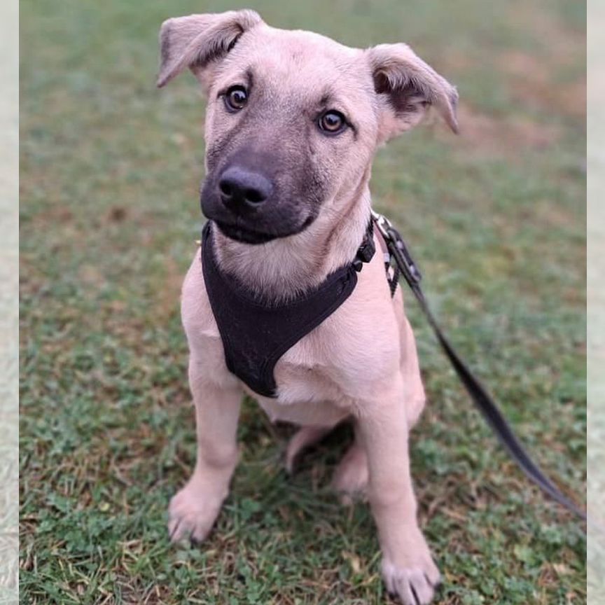 Щенок в добрые руки