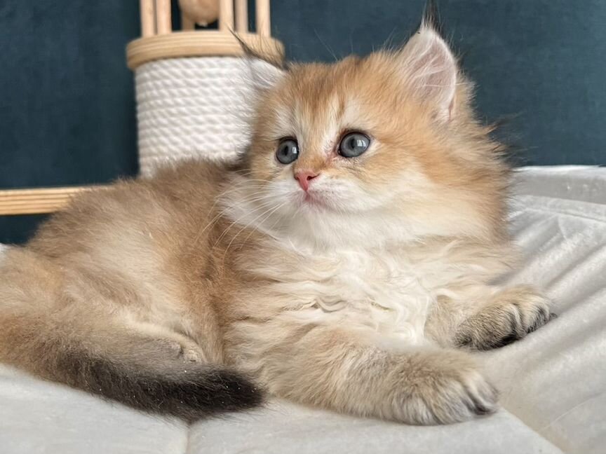 Котёнок мальчик золотой красавчик