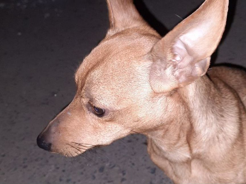 Нашёл собаку. По всей видимости домашняя