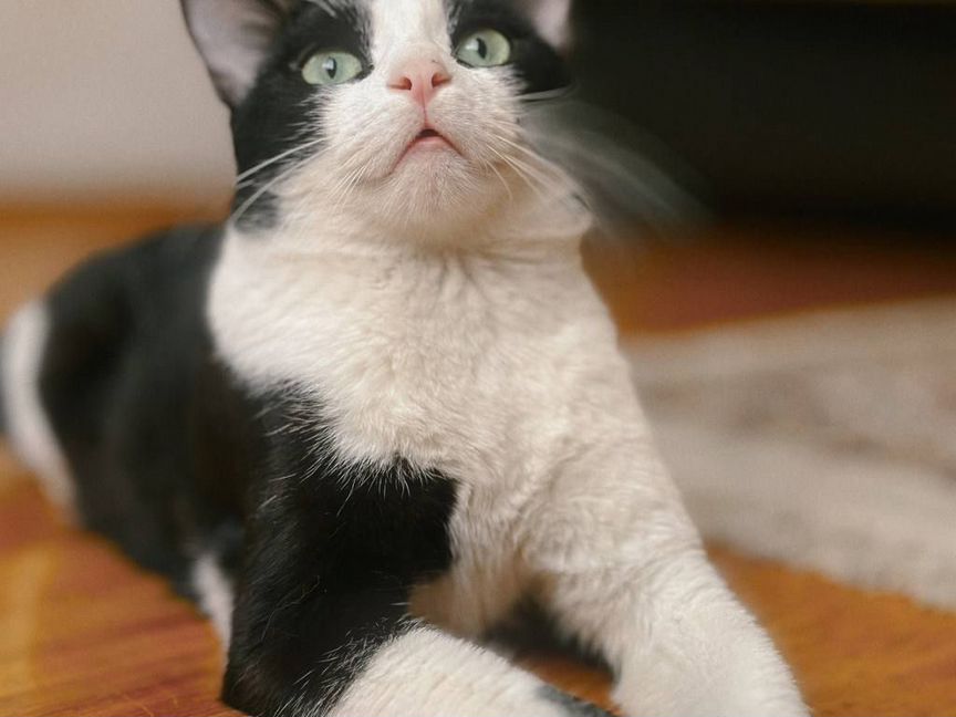 Кот ищет новый дом после смерти хозяйки