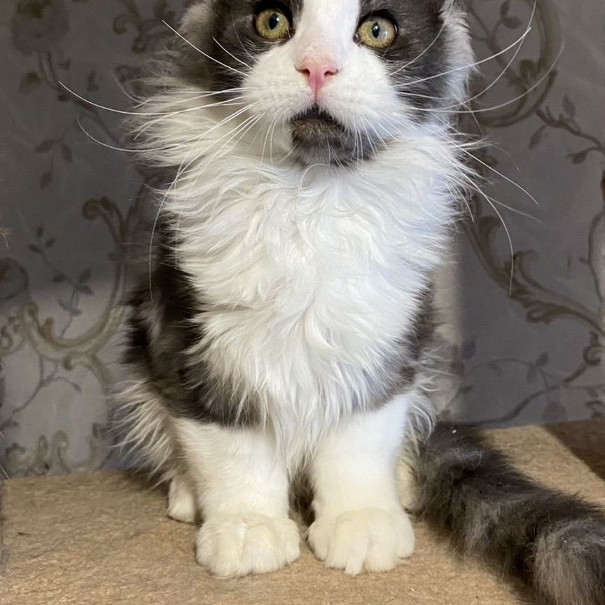 Шикарный биколорчик