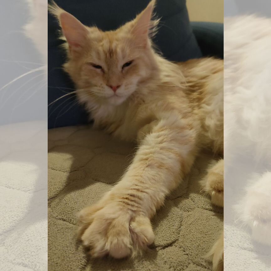 Мейн-кун котёнок