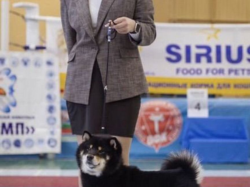 Шикарные малыши сиба РКФ