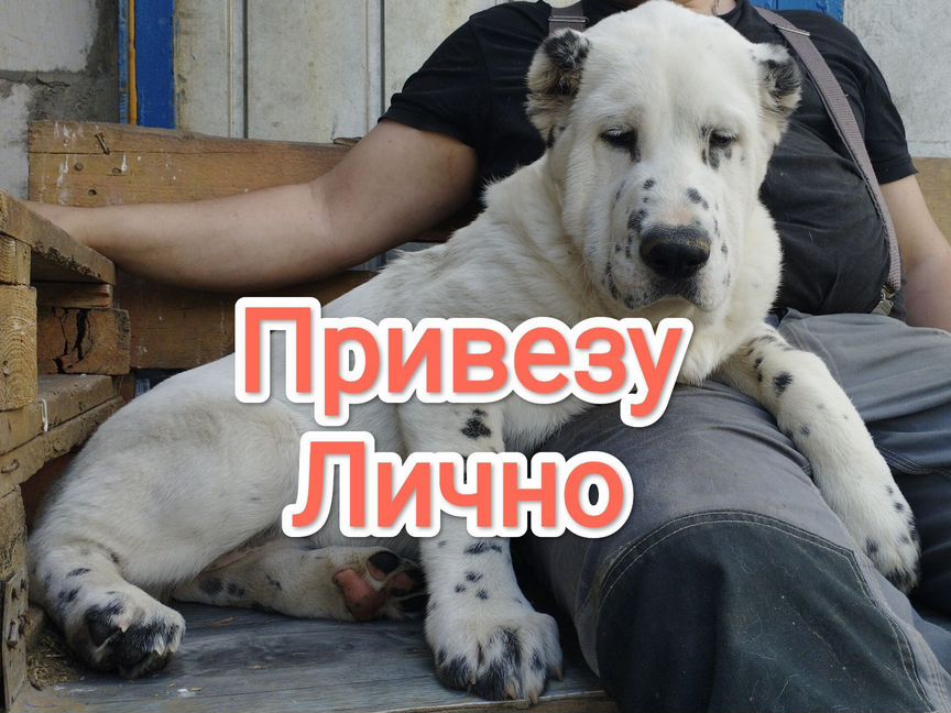 Среднеазиатская овчарка алабай