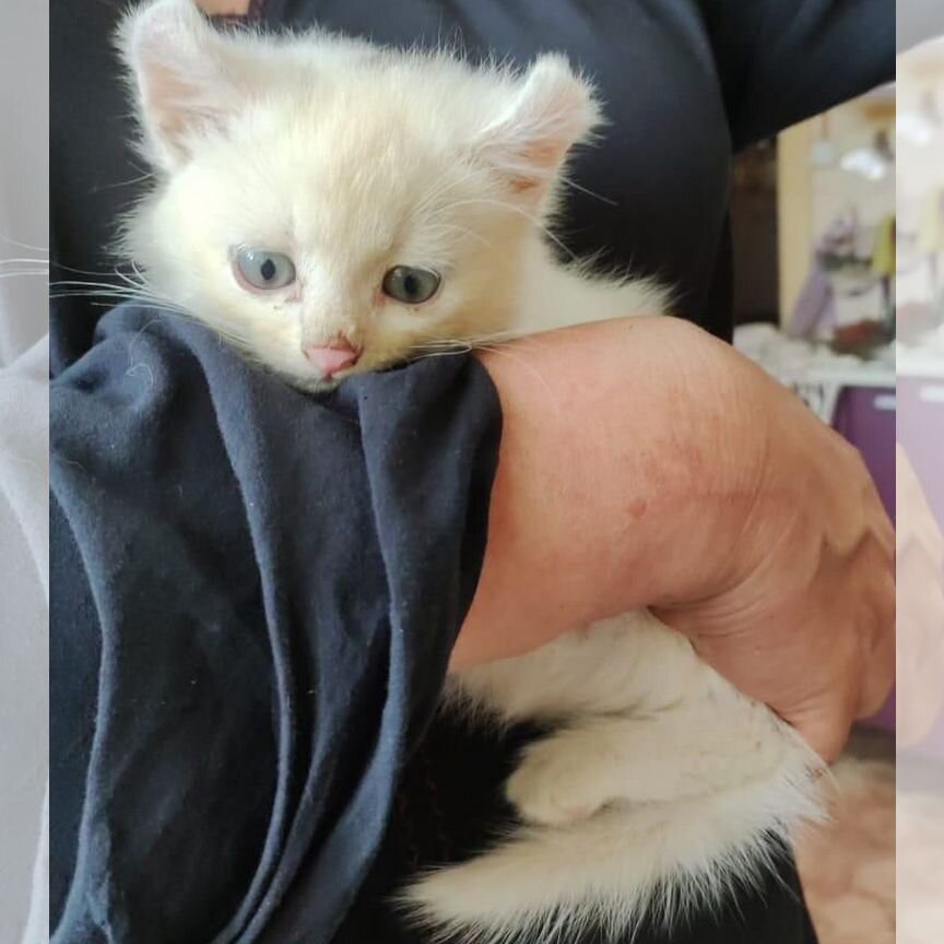 Котик. Блондин с голубыми глазами. Мо. Ищем ручки