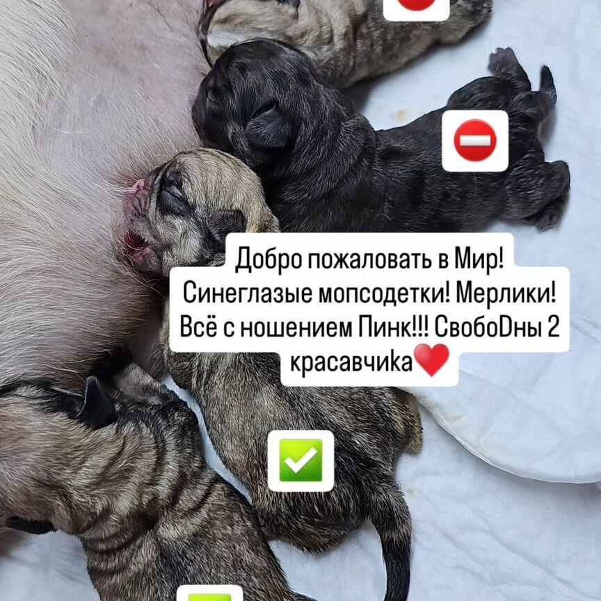 Синеглазые мопсы с ношением пинк