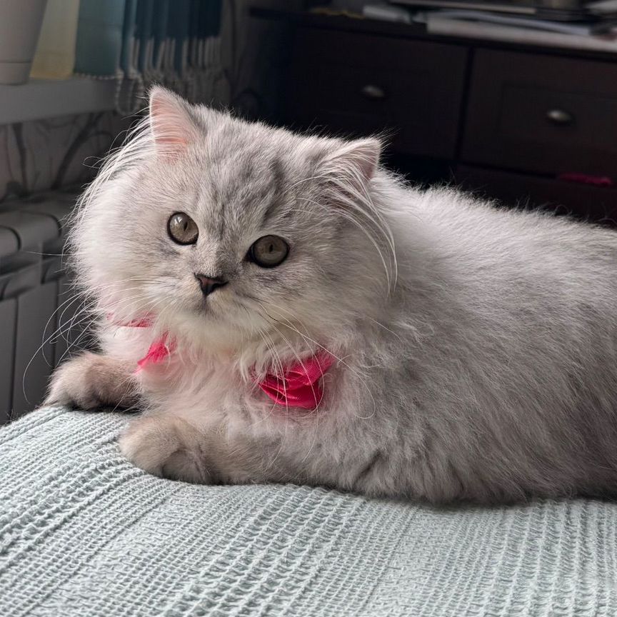 Персидский котёнок