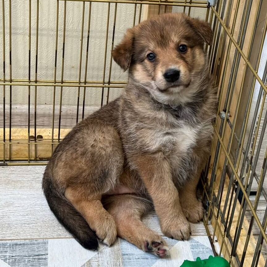 Щенок в добрые руки