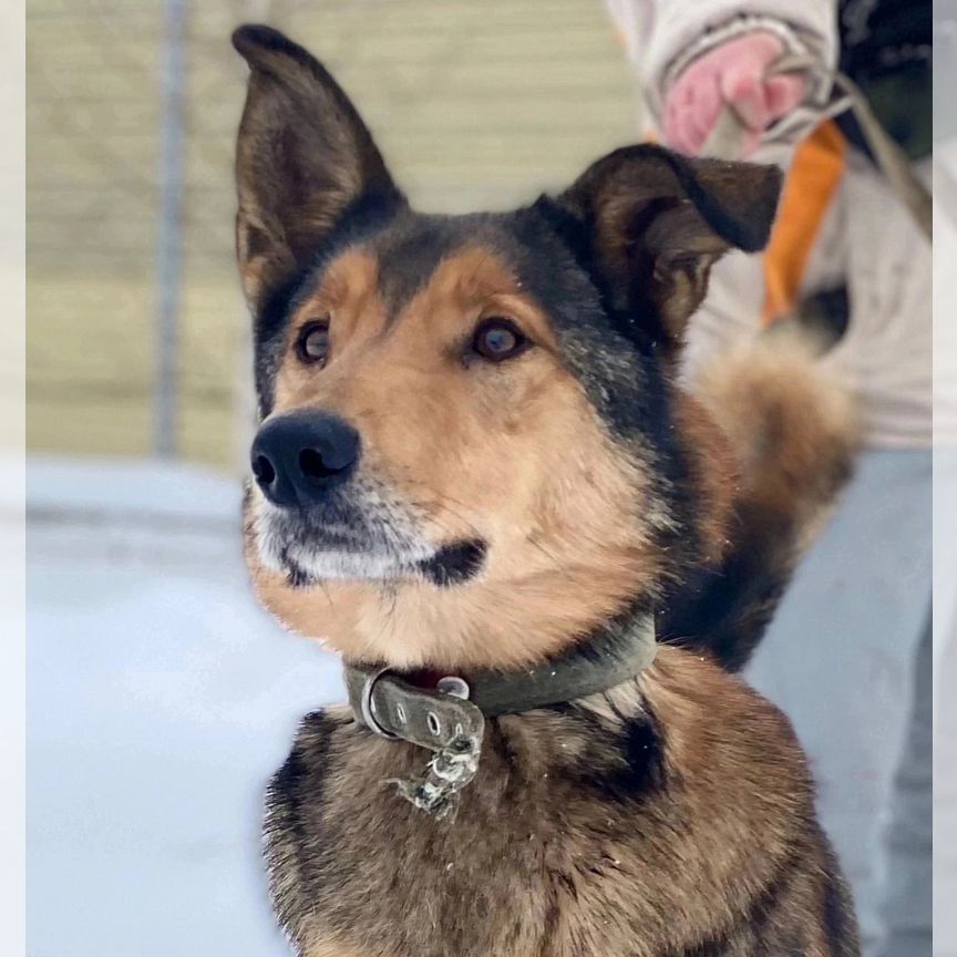 Лайка, взрослый пёс