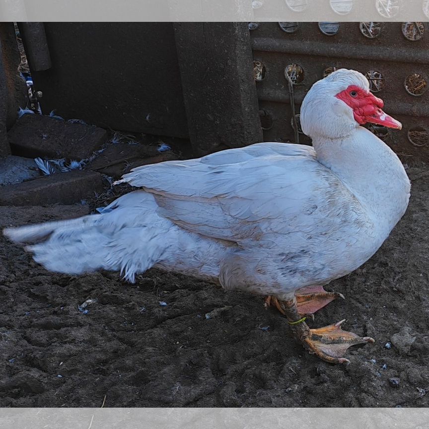 Мускусные утки