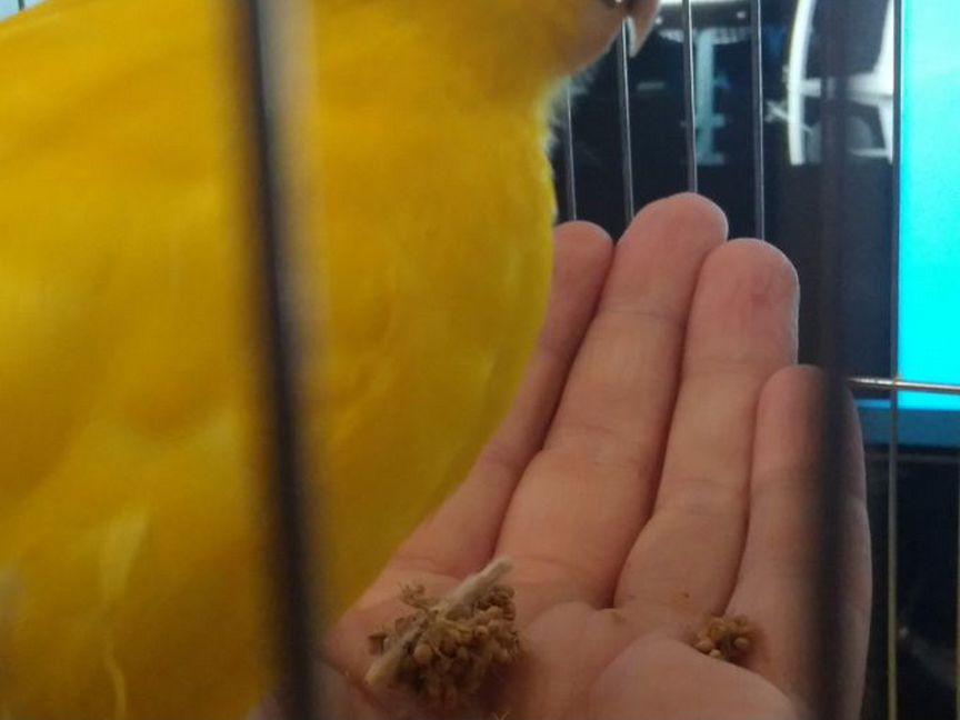 Не только попугай