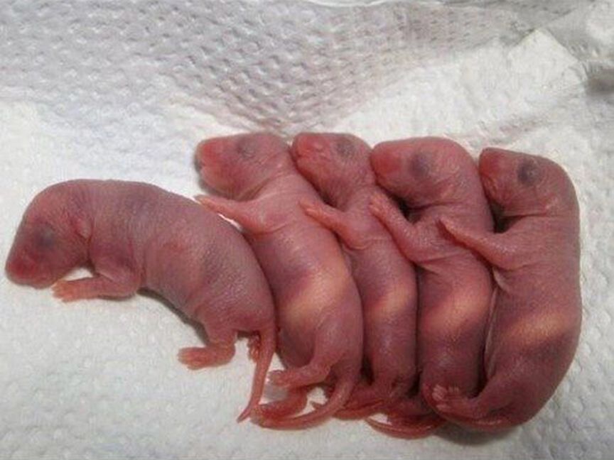 Мыши голыши замороженные